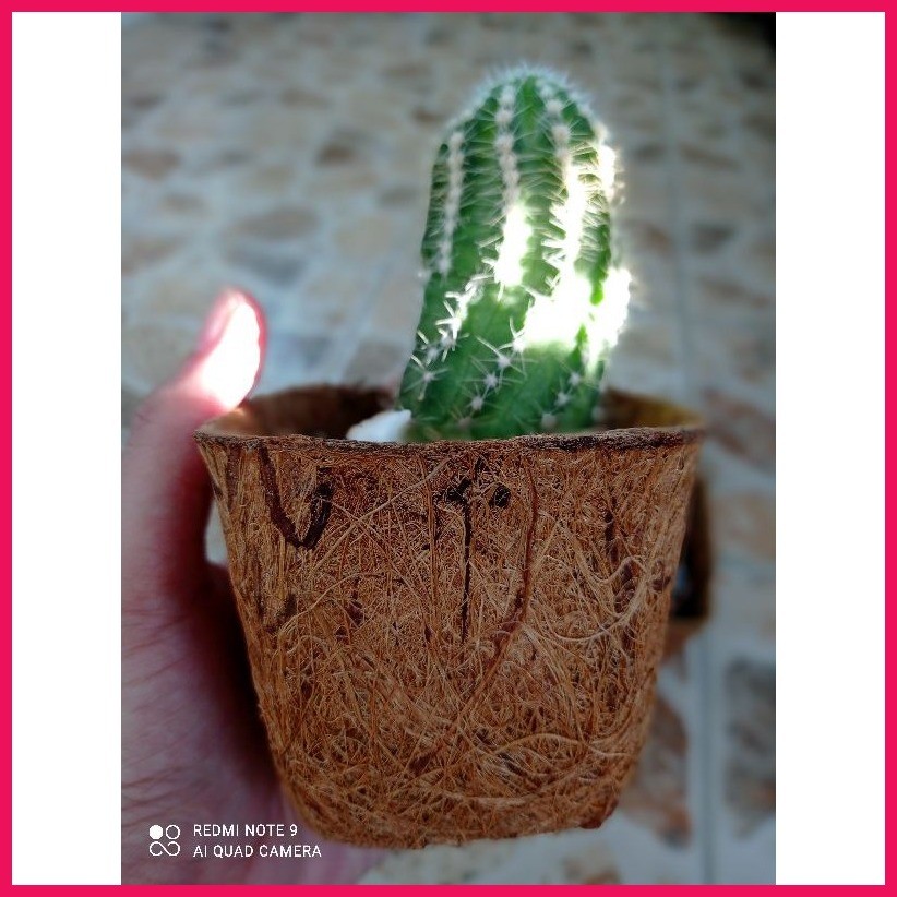 ¤ ⊙ Coco pot - Cheapest Price! Small And Large | Shopee Philippines