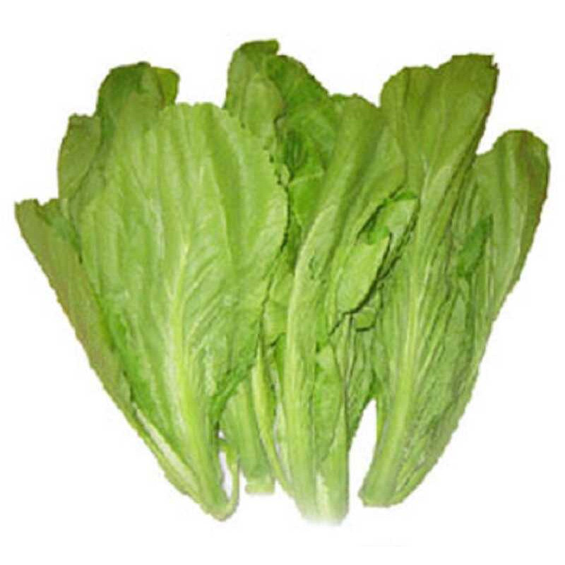 MUSTASA Seed`S (Mustard) FAST GROWING "Hybrid" Eb2 | Shopee Philippines