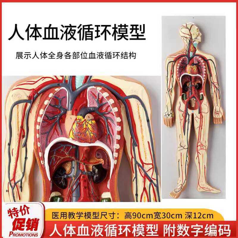 Human Internal Blood Circulation System Model Heart Arteries Veins ...