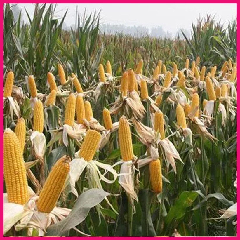 Spot goods QUEEN SWEET CORN SEEDS Sweet Glutinous Yellow Corn Seeds ...