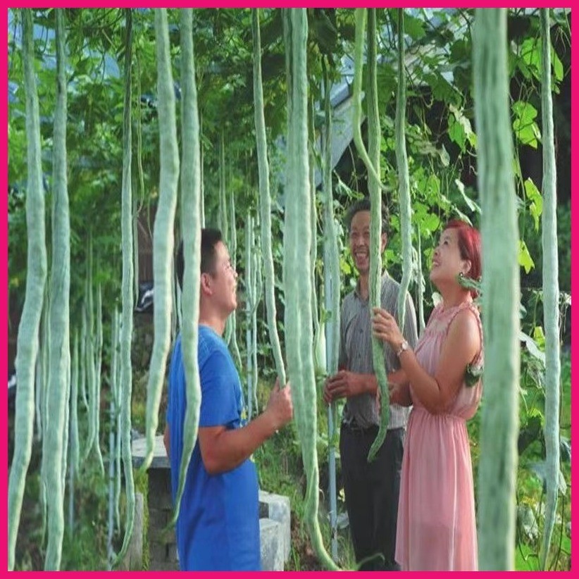 Long Chinese Snake Gourd Seeds 5pcs Giant Long Variety Python Snake ...