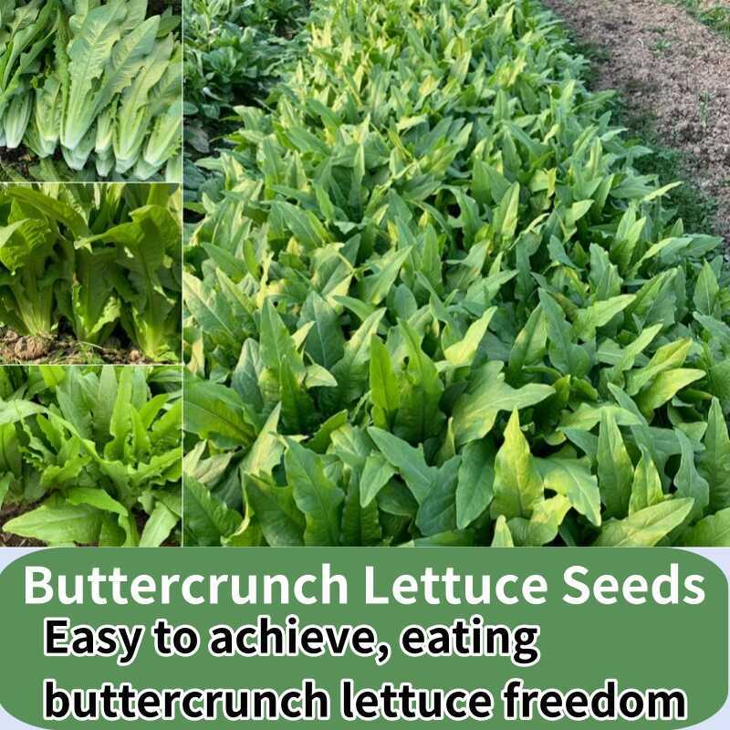 Fast Germination 300 Buttercrunch Lettuce Planting High Yield Veggie ...