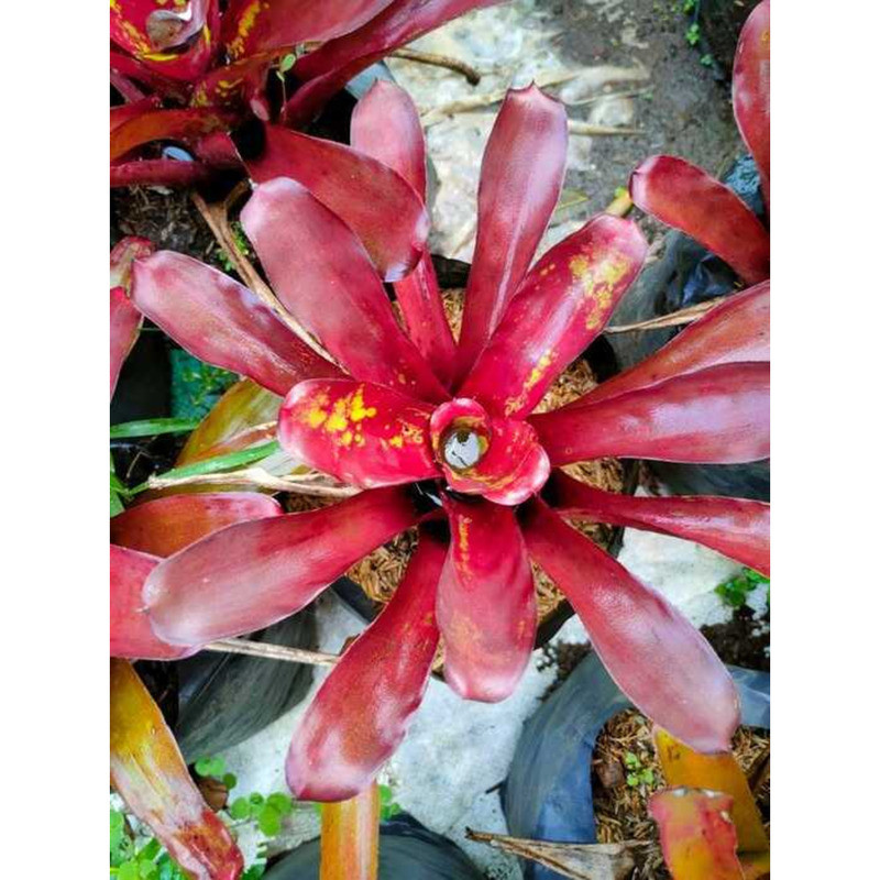Bromeliad Red Fireball With FREE Plastic Pot, Pebbles And Soil. Real ...