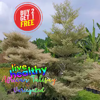 african talisay plants - Best Prices and Online Promos - Dec 2025 ...