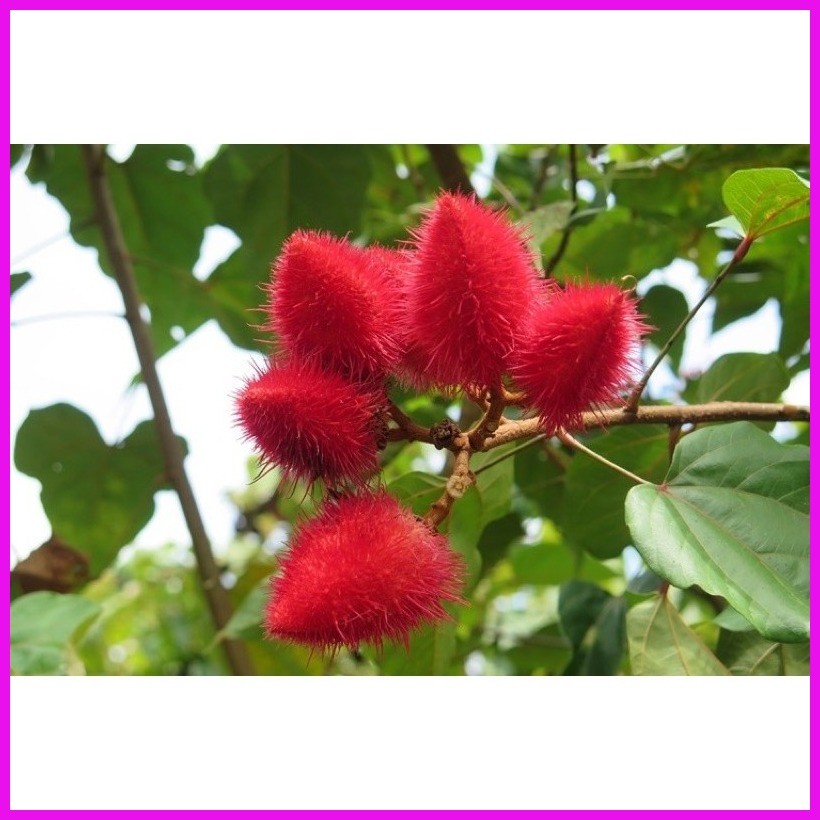 atsuete/achuete/annatto/achiote tree seeds - bright red variety for ...