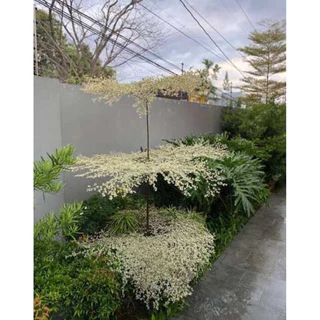 african talisay plants - Best Prices and Online Promos - Dec 2025 ...