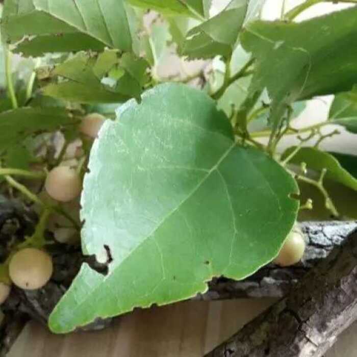 ANONANG [ FRESH LEAVES 250G More Or Less 200Pcs Of Leaves / DRIED ...