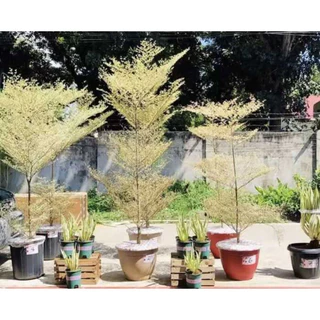 african talisay plants - Best Prices and Online Promos - Dec 2025 ...