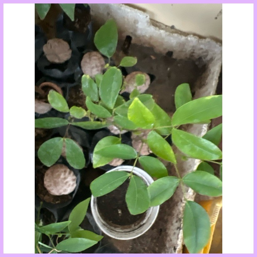 © Sindora Supa tree seedling very tough wood very slow growing ...