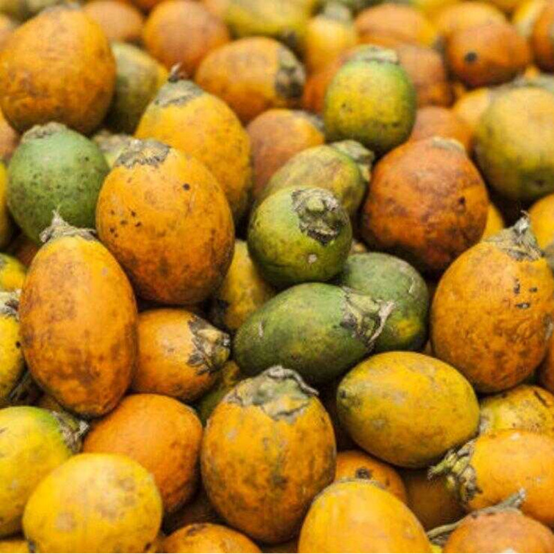 67F Betel Bunga Buwa Nganga Betel Nut Seeds | Shopee Philippines