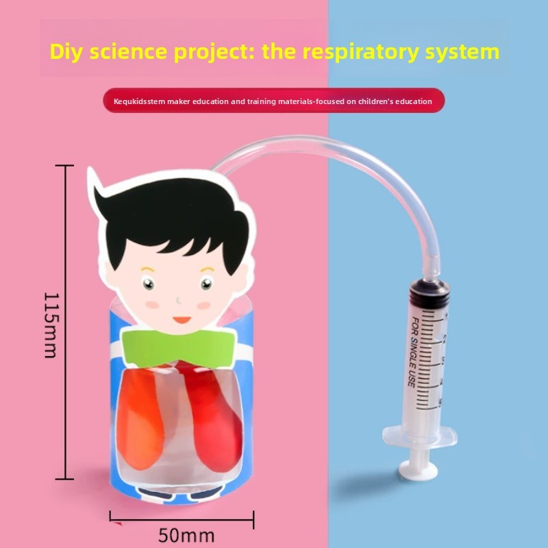 Of Model Educational Respiratory System For Kids With Movable Lung ...