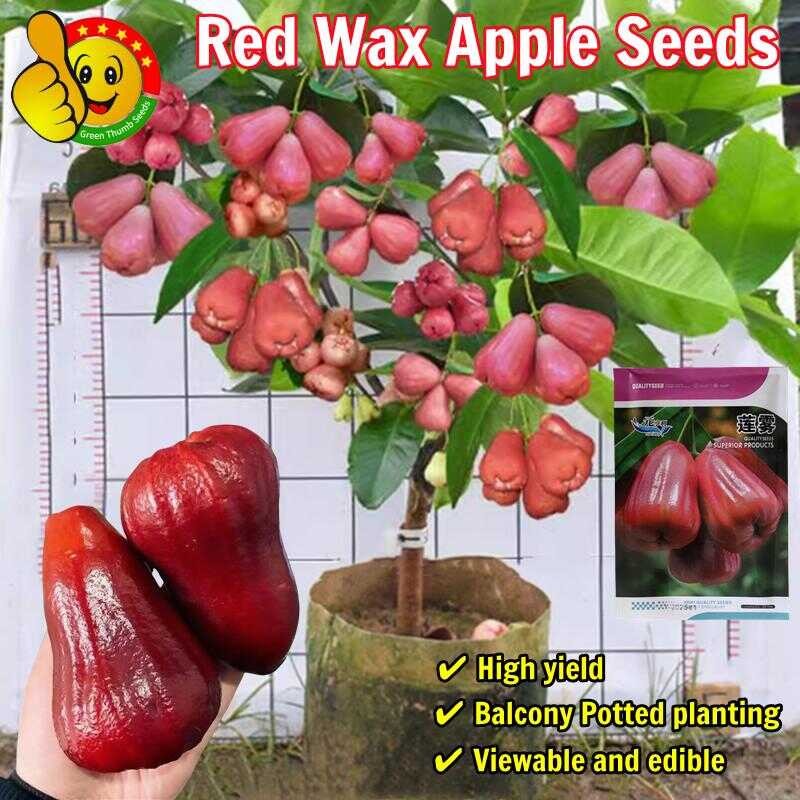 High Yield Red Planting Makopa Plant Java Rose Syzygium Samarangens ...
