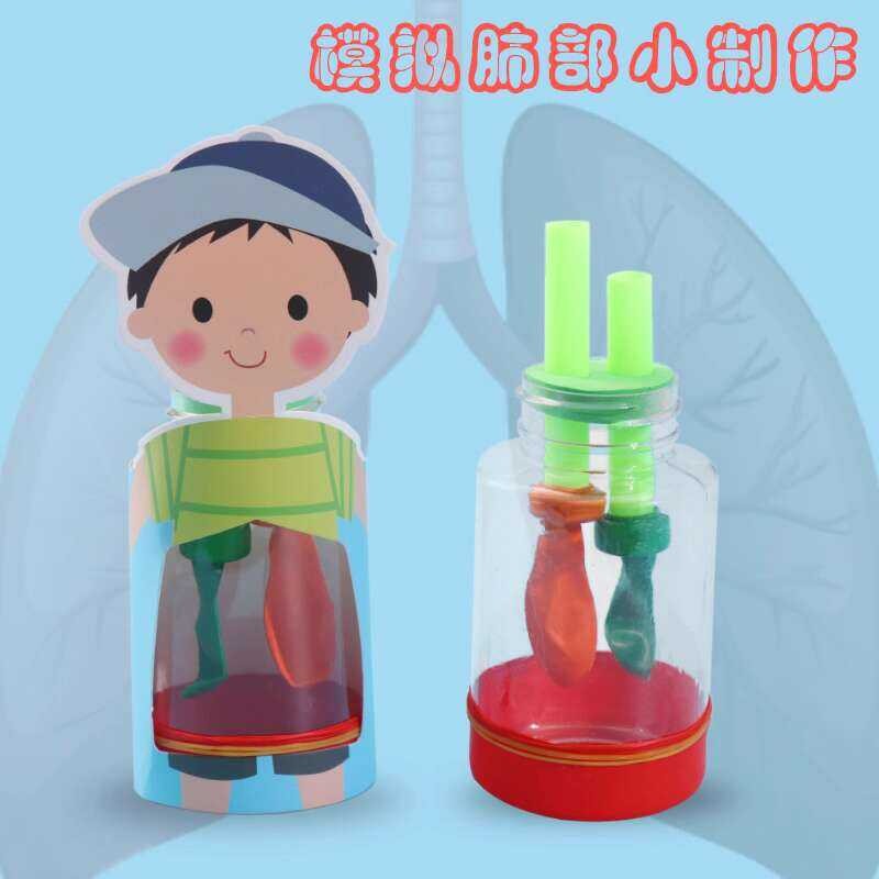 Lung Breathing Model Student Steam Biology Homework Handmade Science ...