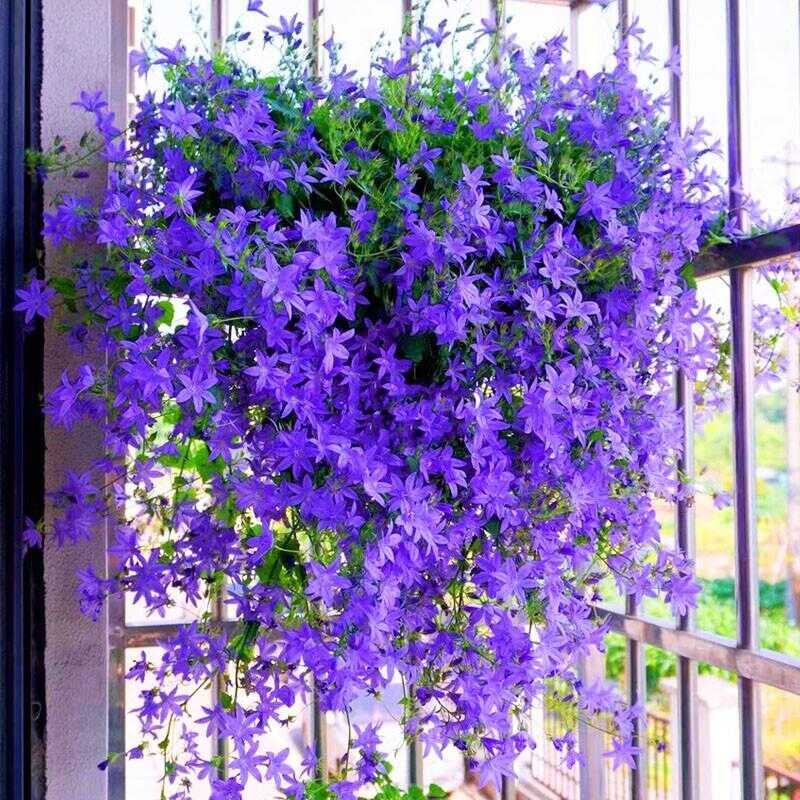 Hanging Wind Chime Flower Seeds Four Seasons Sowing Blooming Flower ...