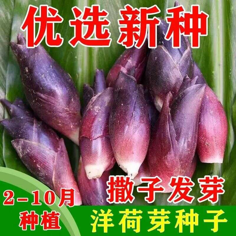 Aster Seed High Yield Edible Aster Jerusalem Artichoke Shoot Seed Four ...