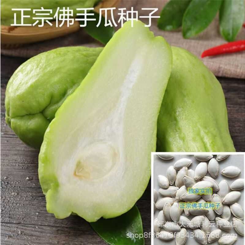 Chayote Seeds Early Maturing Extra Large Chayote Vegetable Seeds ...