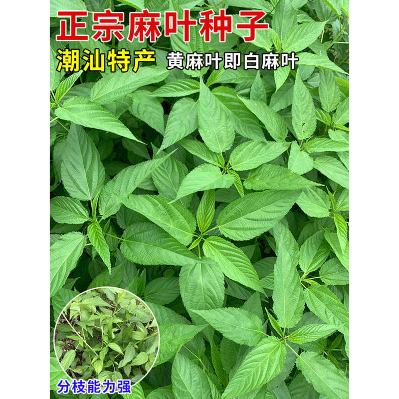 Authentic Chaoshan White Sesame Leaf Vegetable Seeds Yellow Sesame Leaf ...