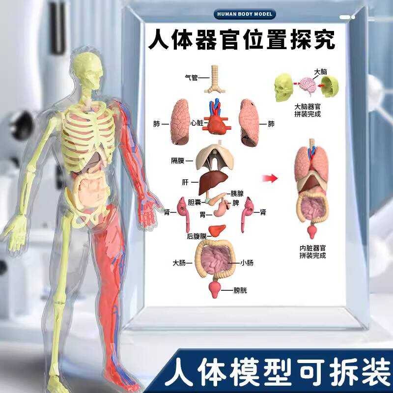 Human Body Structure Skeleton Frame Model Organ Dissection Anatomy 3D ...