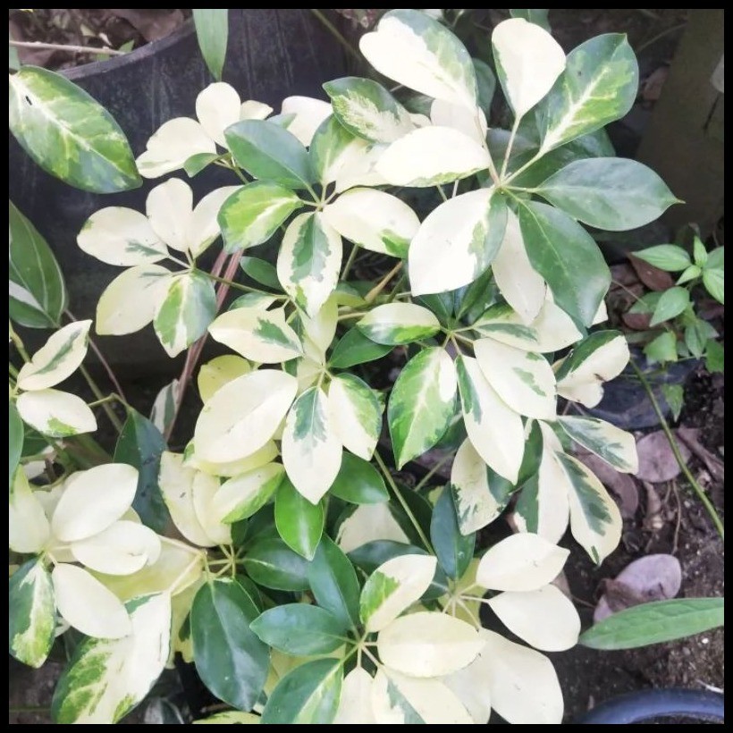 Variegated FIVE Finger or Suplera PLANT FOR SALE | Shopee Philippines