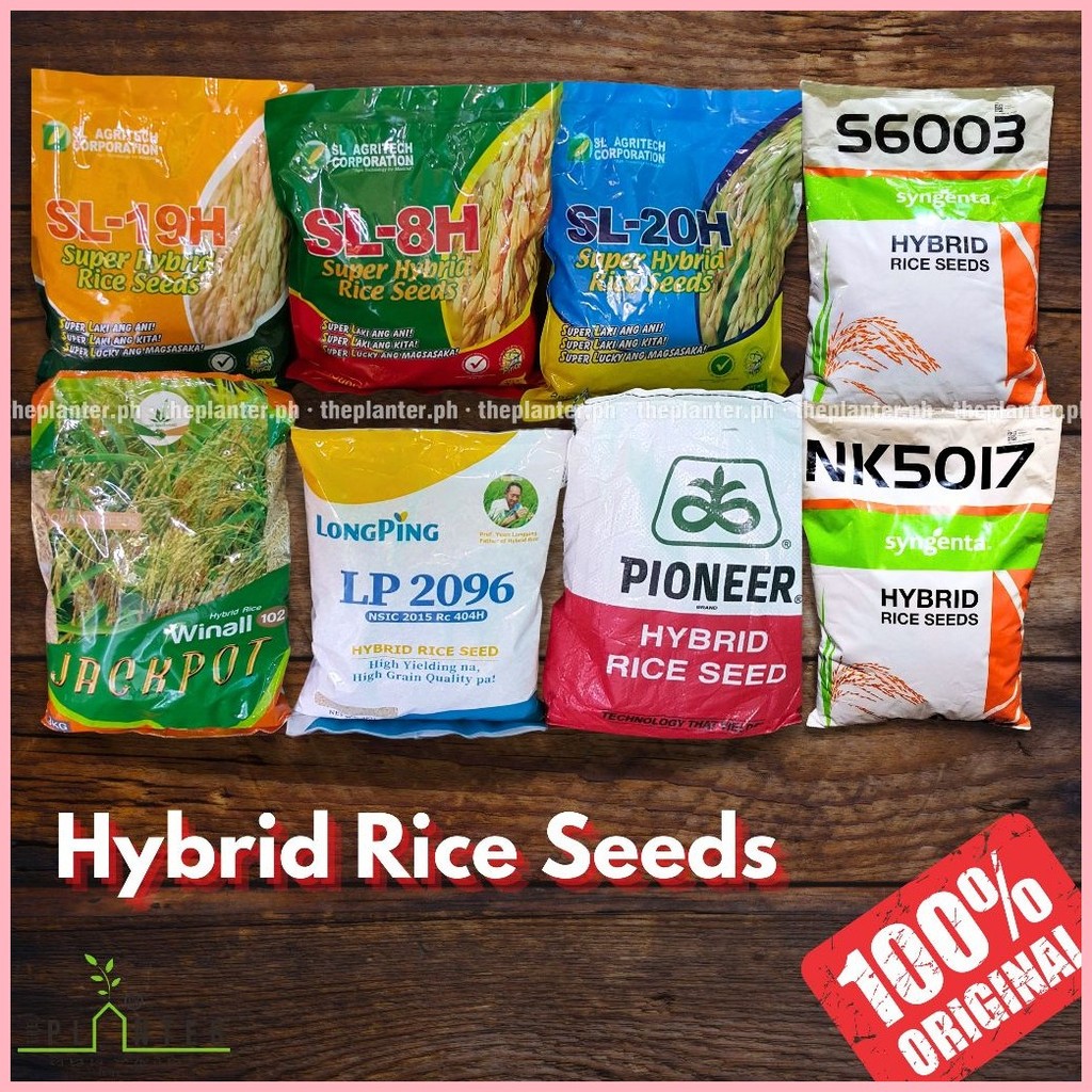 Hybrid Rice Seeds - LONG PING JACKPOT PIONEER HATAO | Shopee Philippines