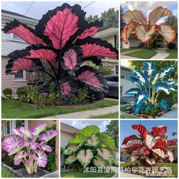 【In Stock】Colorful Leaf Taro Seeds Large Leaf Bamboo Taro Bicolor Taro ...