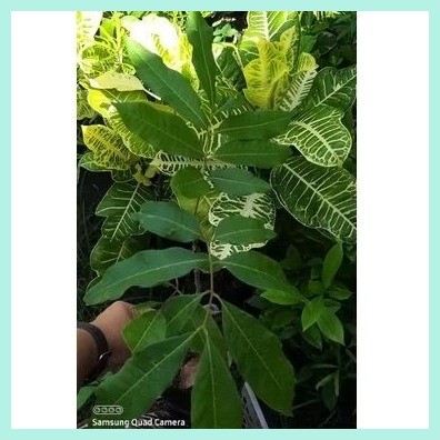 Grafted Lanzones Longkong/ Longgan fruit seedlings | Shopee Philippines