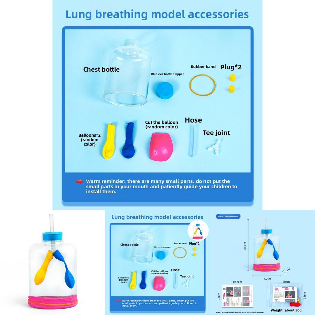 Educational Lung Model Science Kit For Kids With Diaphragm Movement ...
