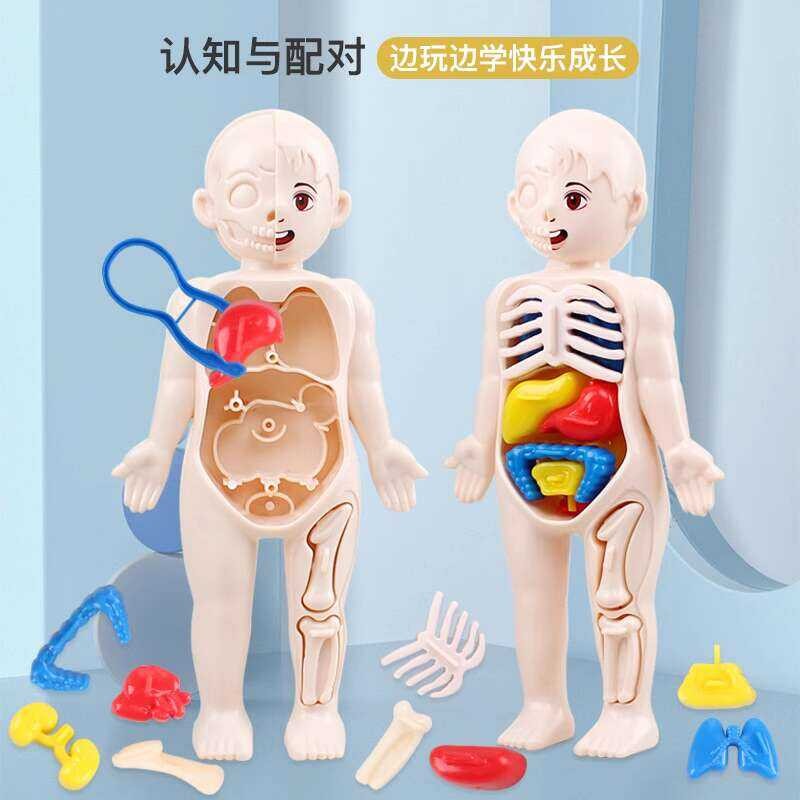 Human Anatomy Model Medical Simulation Internal Organs Anatomy 3D ...