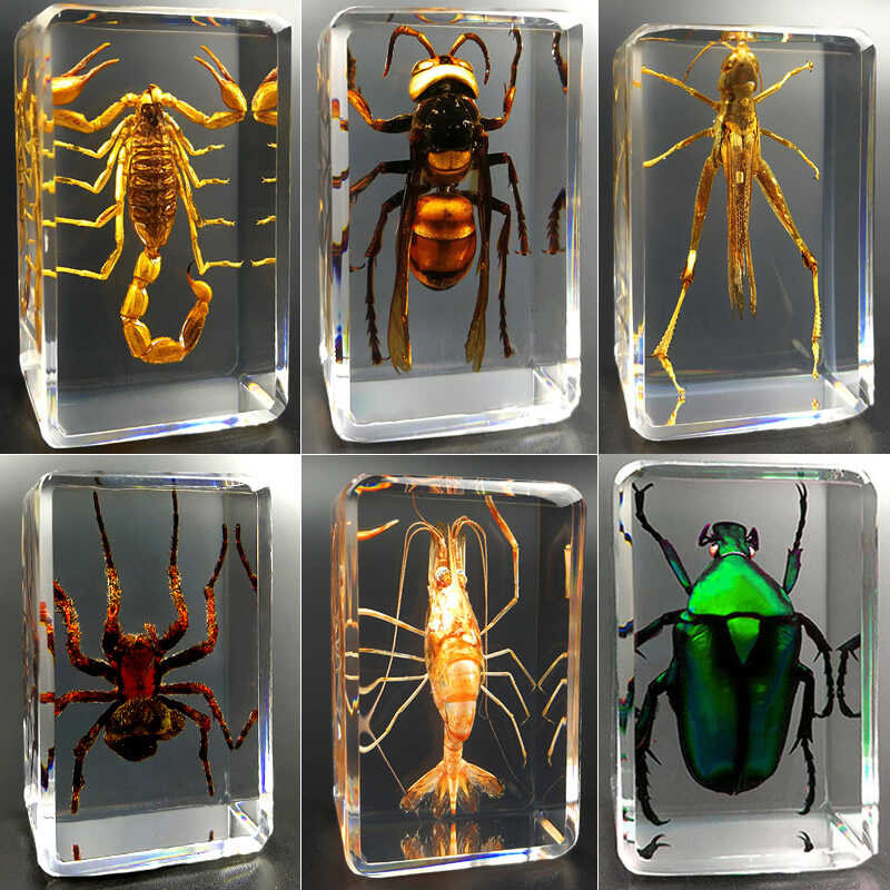 Specimen Real Insect Animal Scorpion Spider Scarab Amber Children's ...