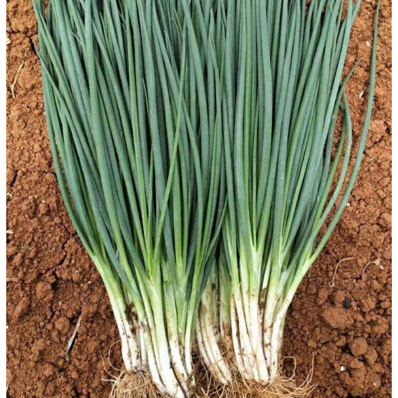 Dahon Ng Sibuyas Seeds 500Seeds Vegetable Plants Green Living ...