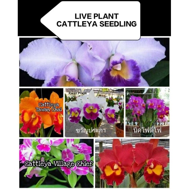 THAILAND CATTLEYA ORCHIDS SEEDLING (LIVE PLANT) | Shopee Philippines