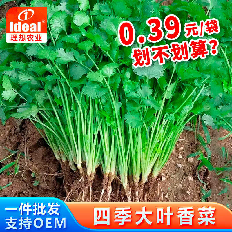Four Seasons Coriander Seeds Large Leaf Coriander Seeds Balcony Indoor ...