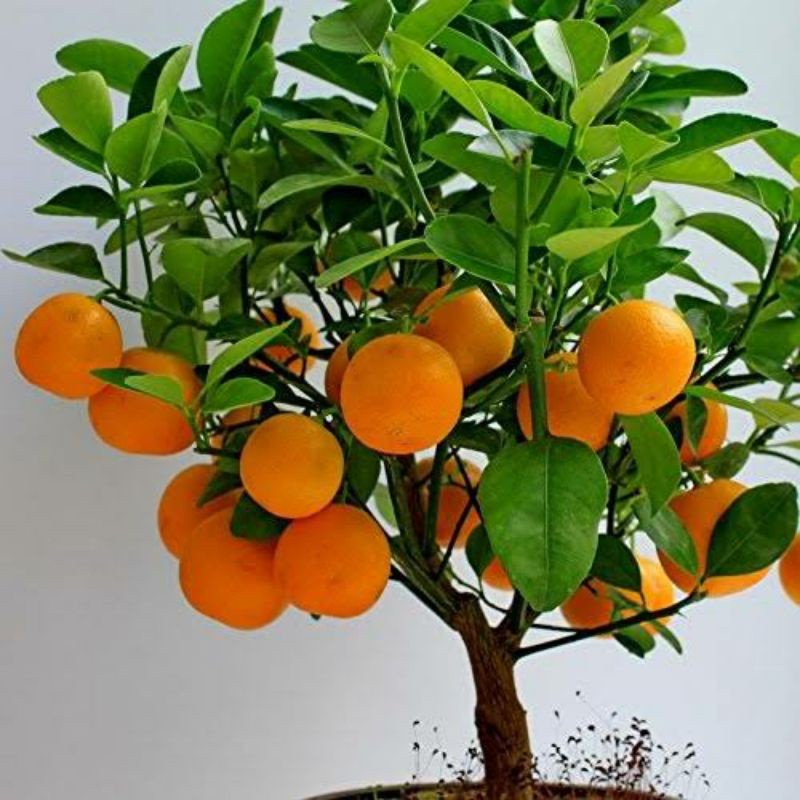 Kiat kiat Ponkan Grafted Fruit Seedlings | Shopee Philippines