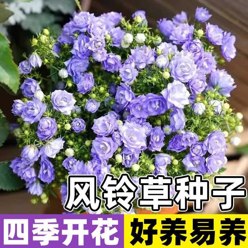 Danish Wind Chime Flower Seeds Four Seasons Sowing Blooming Flower ...