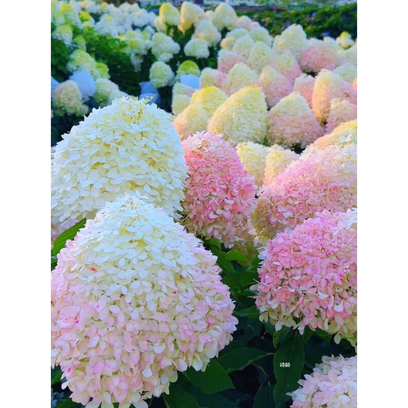 Conical Vanilla Strawberry Ice Cream Hydrangea Seeds Four Seasons ...