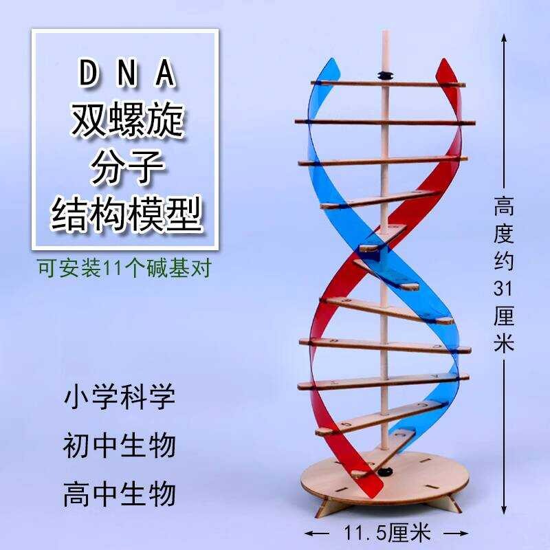DNA Molecular Model Double Helix Structure Assembly Kit DIY Homemade ...