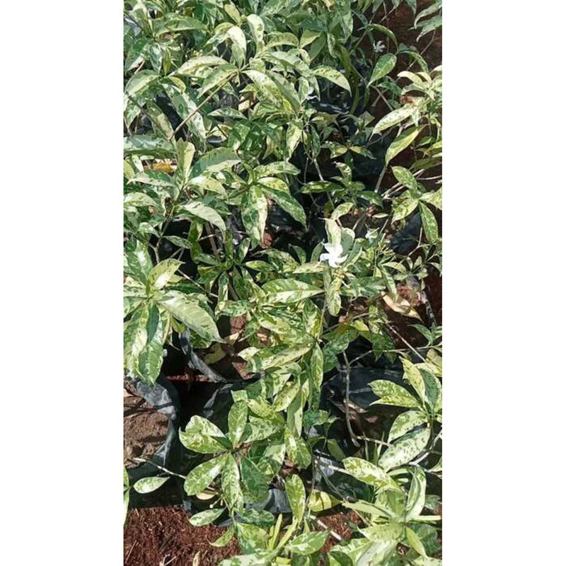 Pandakaki Or CRAPE JASMINE Single Plant | Shopee Philippines