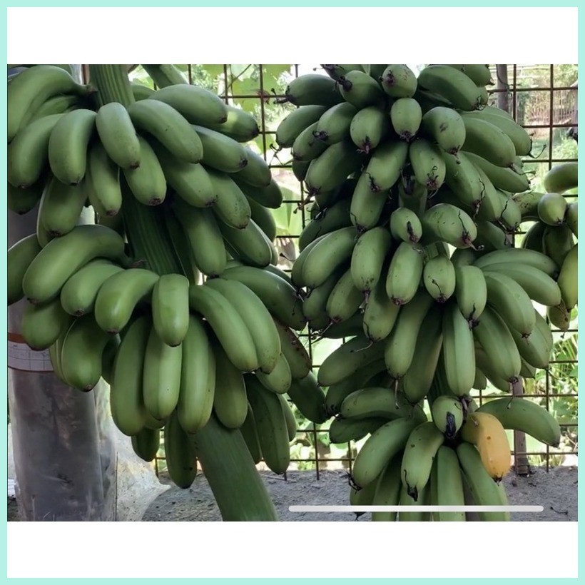 Lakatan / Lacatan shoot / Suhe / Davao - Orange pulp | Shopee Philippines