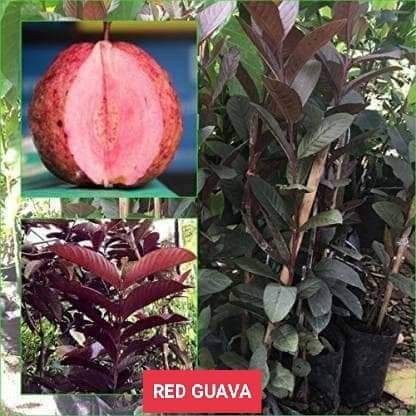 Marang/Guapple/Red Guava fruit/Lychee/Lanzones | Shopee Philippines