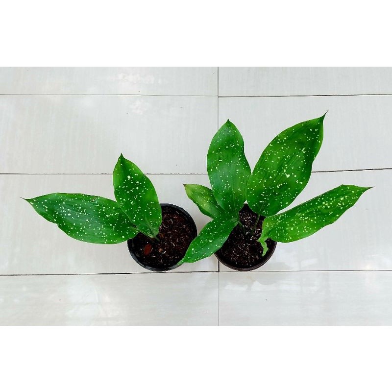 Aspidistra Elatior Milky Way ( Cast Iron ) | Shopee Philippines