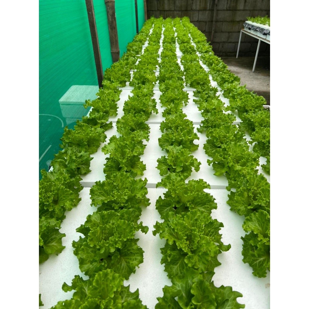 HYDROPONICS STARTER KIT K (15 HOLES TUNA BOX) - COMPLETE SET FOR ...