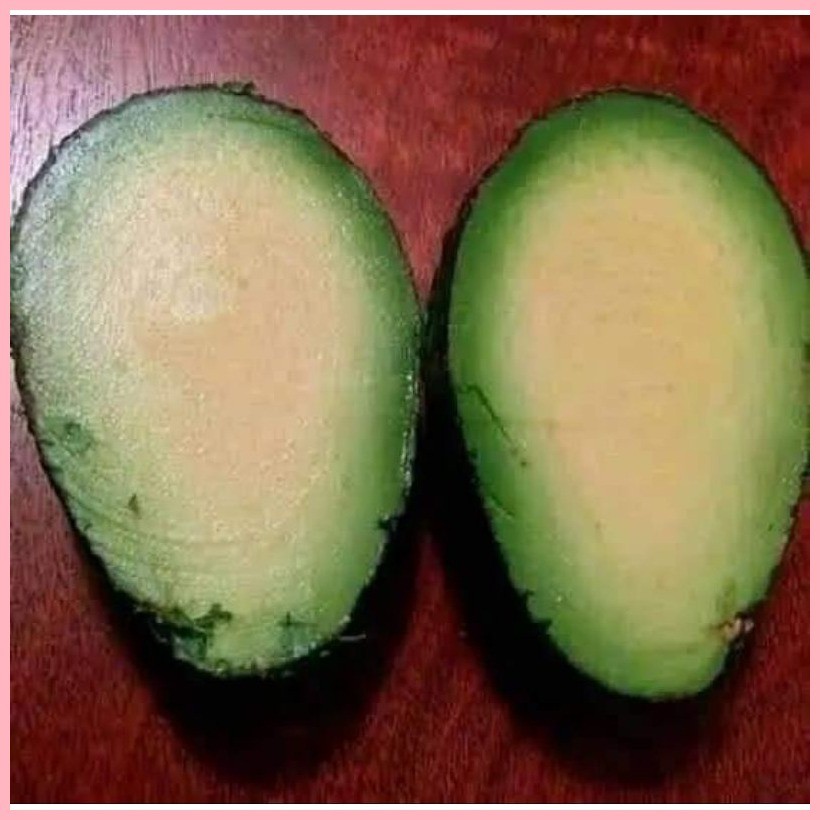 Avocado Grafted Seedless Seedlings big size | Shopee Philippines