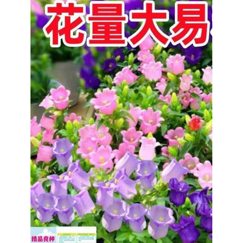 Bellflower Seeds Indoor and Outdoor Garden Lily of the Valley Potted ...