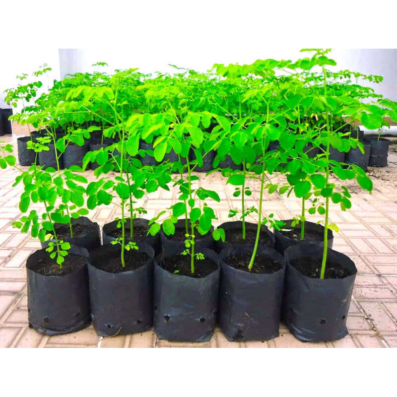 Malunggay / Moringa Seeds Wonder Gulay/Vegetable MOONAPACE 3 | Shopee ...