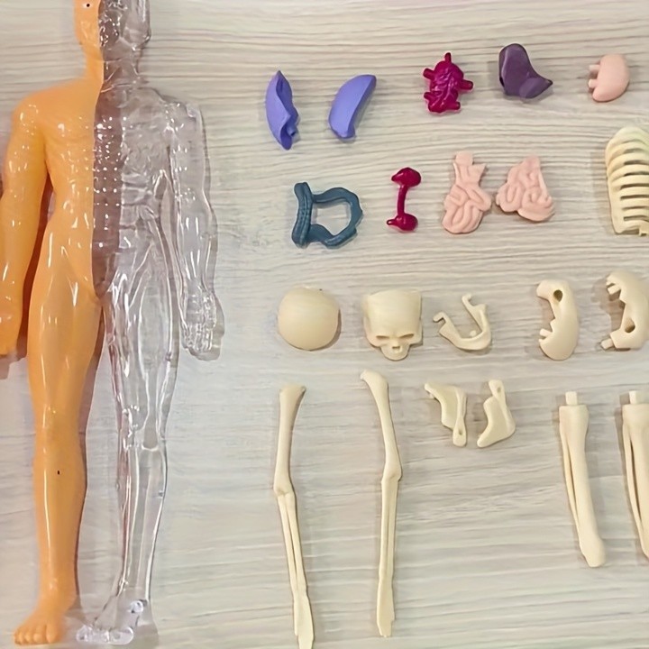 Human Anatomy Model Kit - Detachable Skeleton and Complete Torso ...