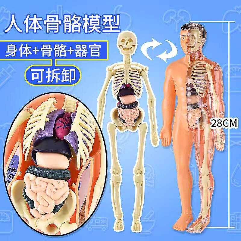 Detachable Assembly Human Model Structure Full Body Organs 3D Skeleton ...
