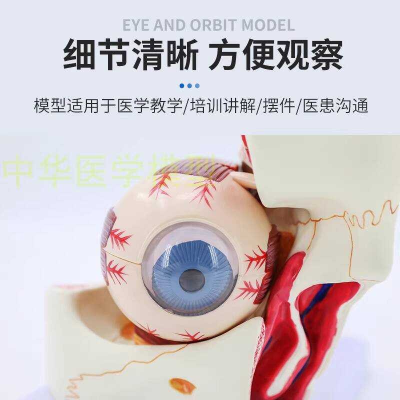 Eyeball and Eye Socket Anatomical Structure Enlarged Model Medical ...