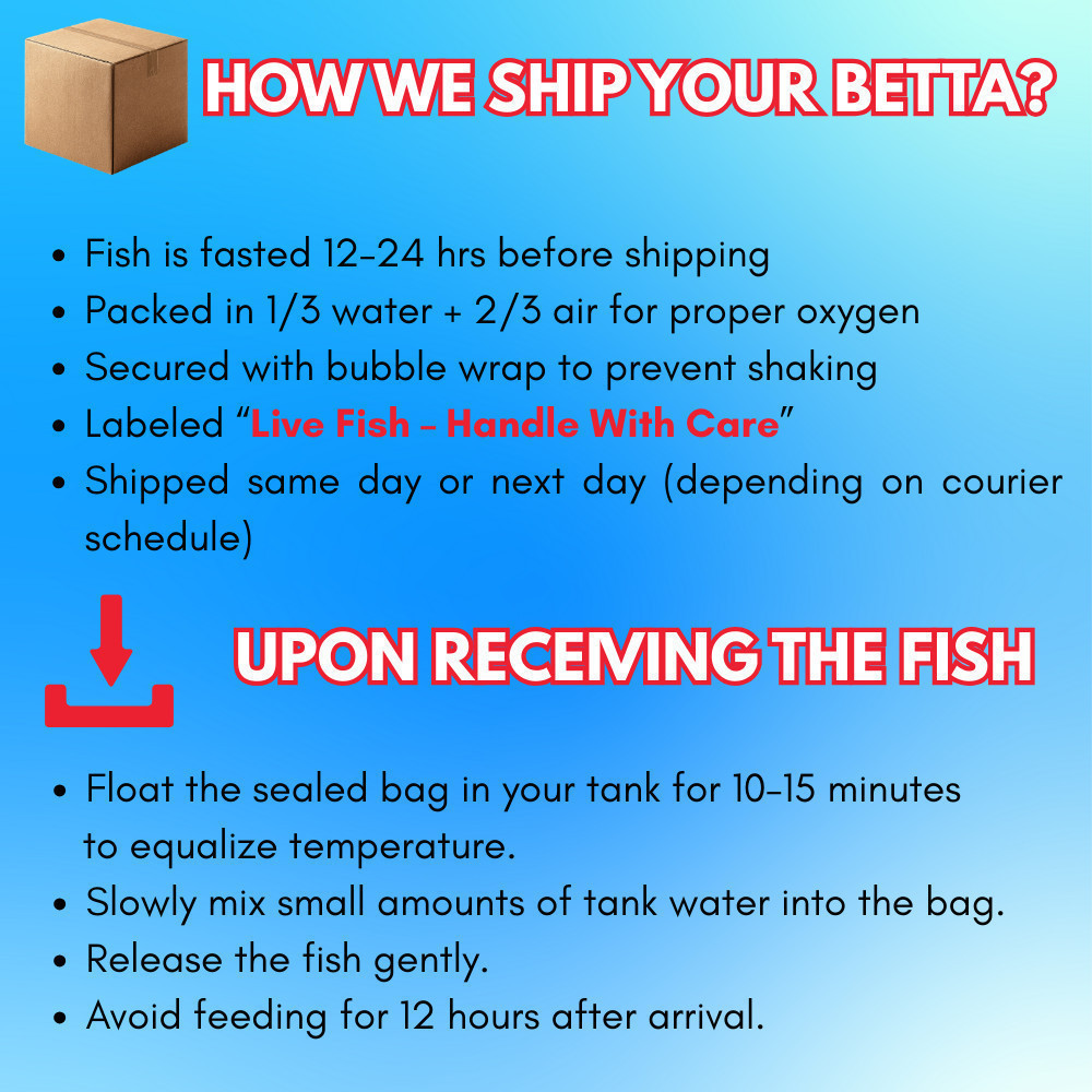 HMPK Betta Tank Fish Selection Doubletail Crowntail Premium Betta Fish ...
