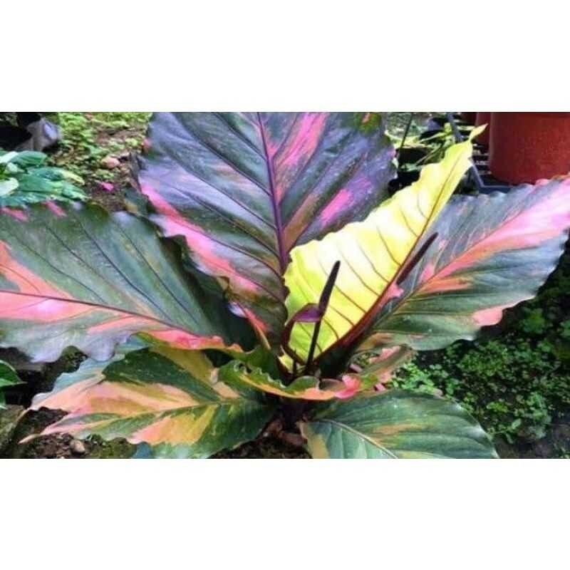 Wave Of Love Antfol Pink Syien From Thailand Seeds 50 Seeds (Not Live ...