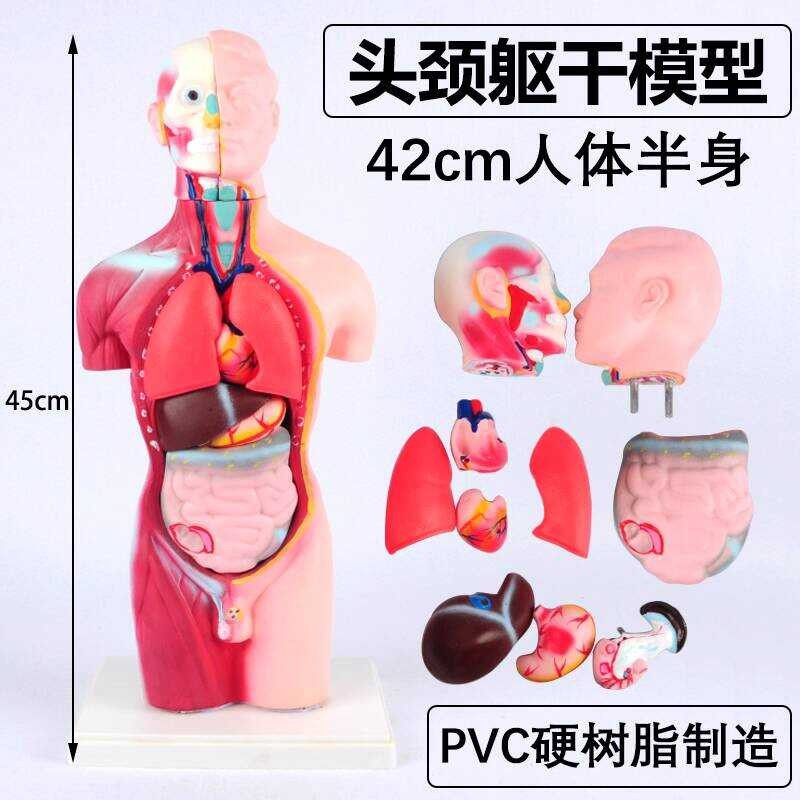 39053 Youth Body Half-Body Human Head Neck Torso Internal Organs Heart ...